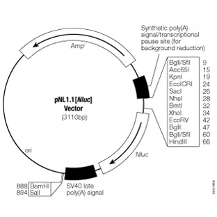 pNL1.1[Nluc] Vector (NanoLuc Genetic Reporter Vectors) from Promega ...